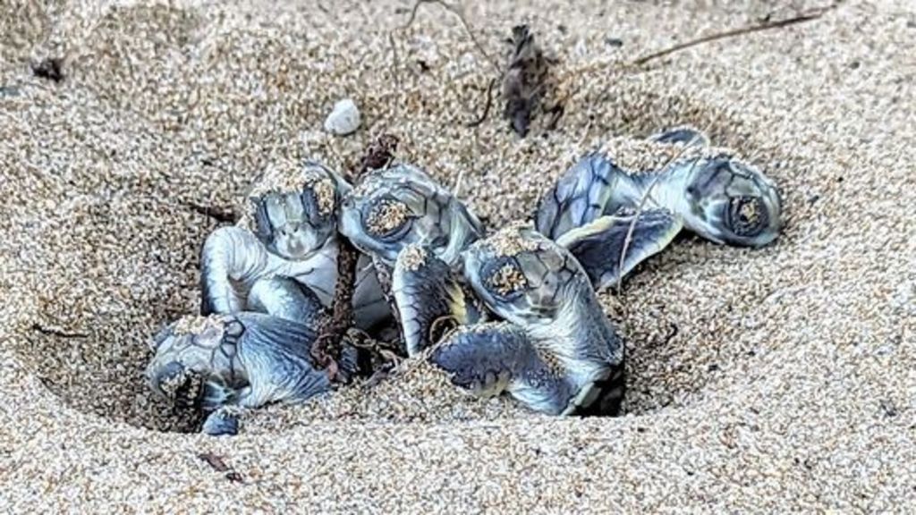 Turtle hatchlings are battling through debris to make it to the water ...