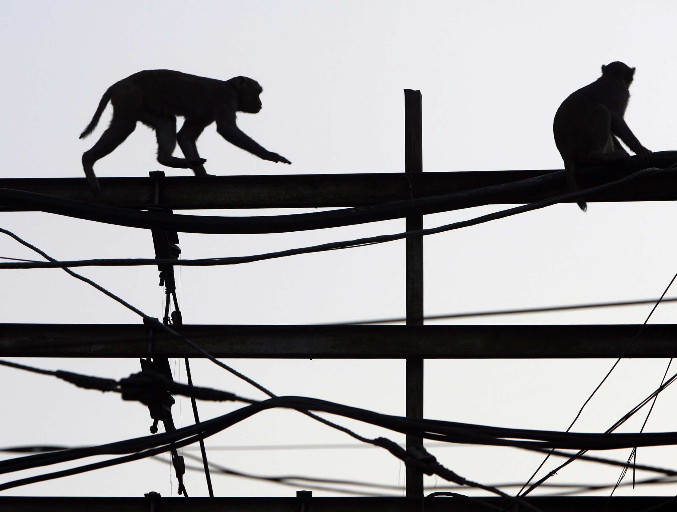 Toxic biscuits laced with rat poison kill 14 monkeys in India - ABC News