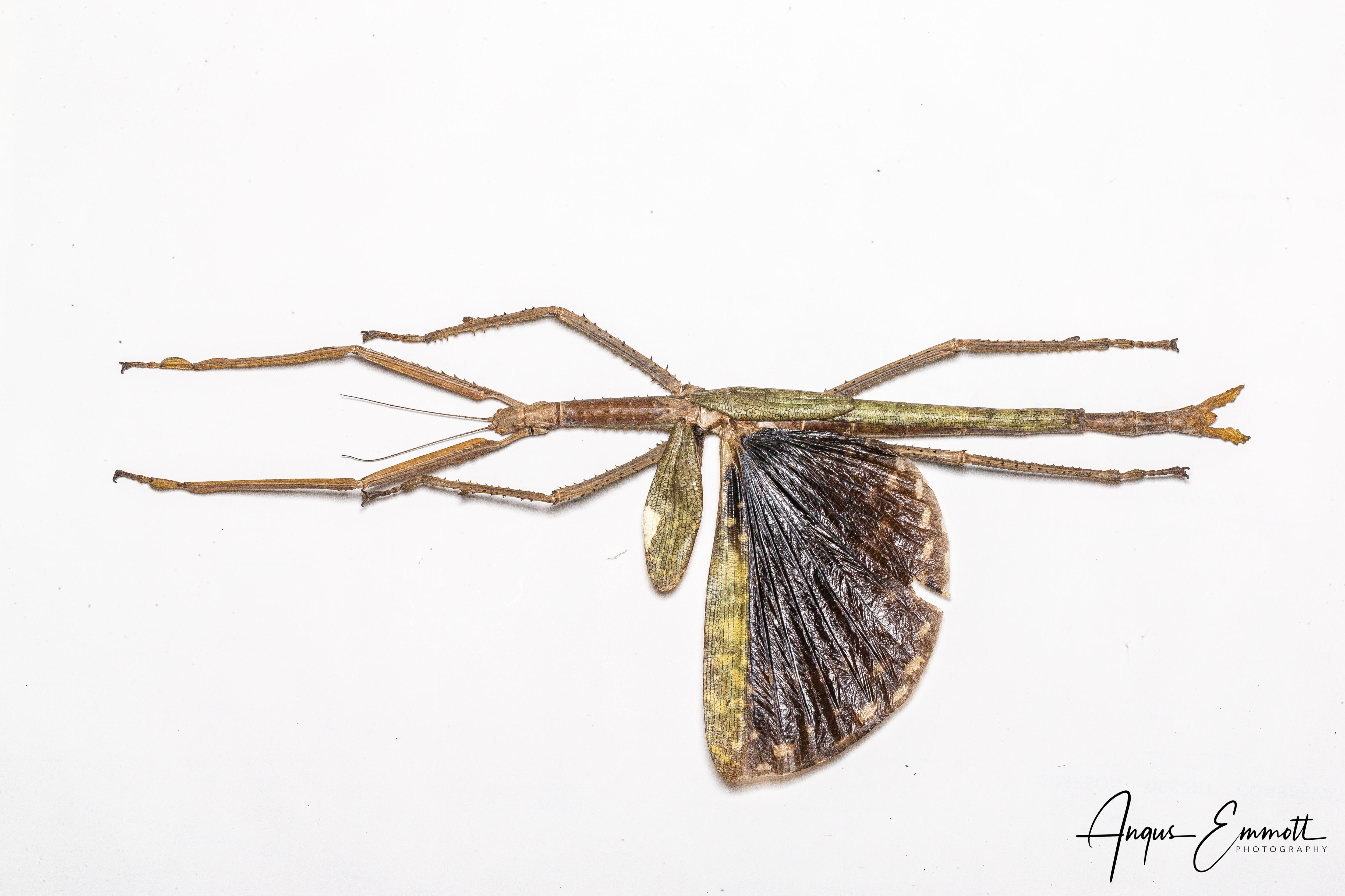 Elusive giant stick insect species discovered in rainforests of Far ...