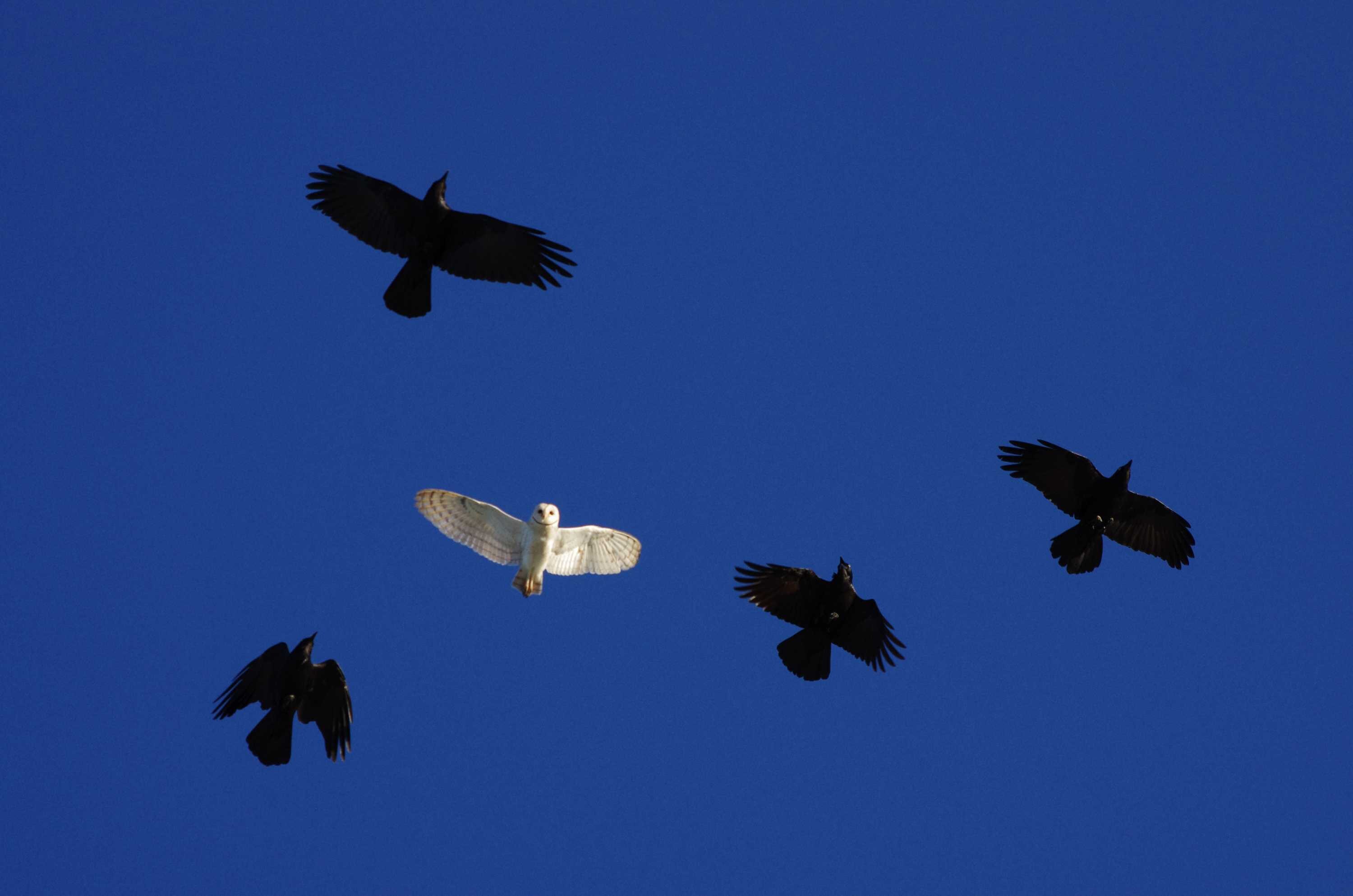 Ravens launch attack on barn owl in flight over Perth beach - ABC News
