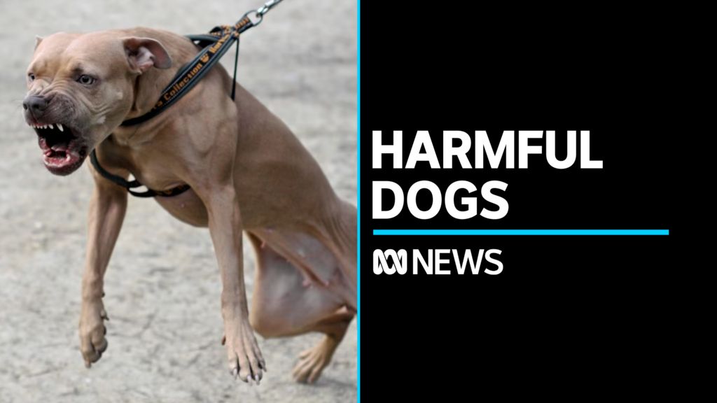 QLD considers jail terms for 'Irresponsible' owners whose dogs cause ...