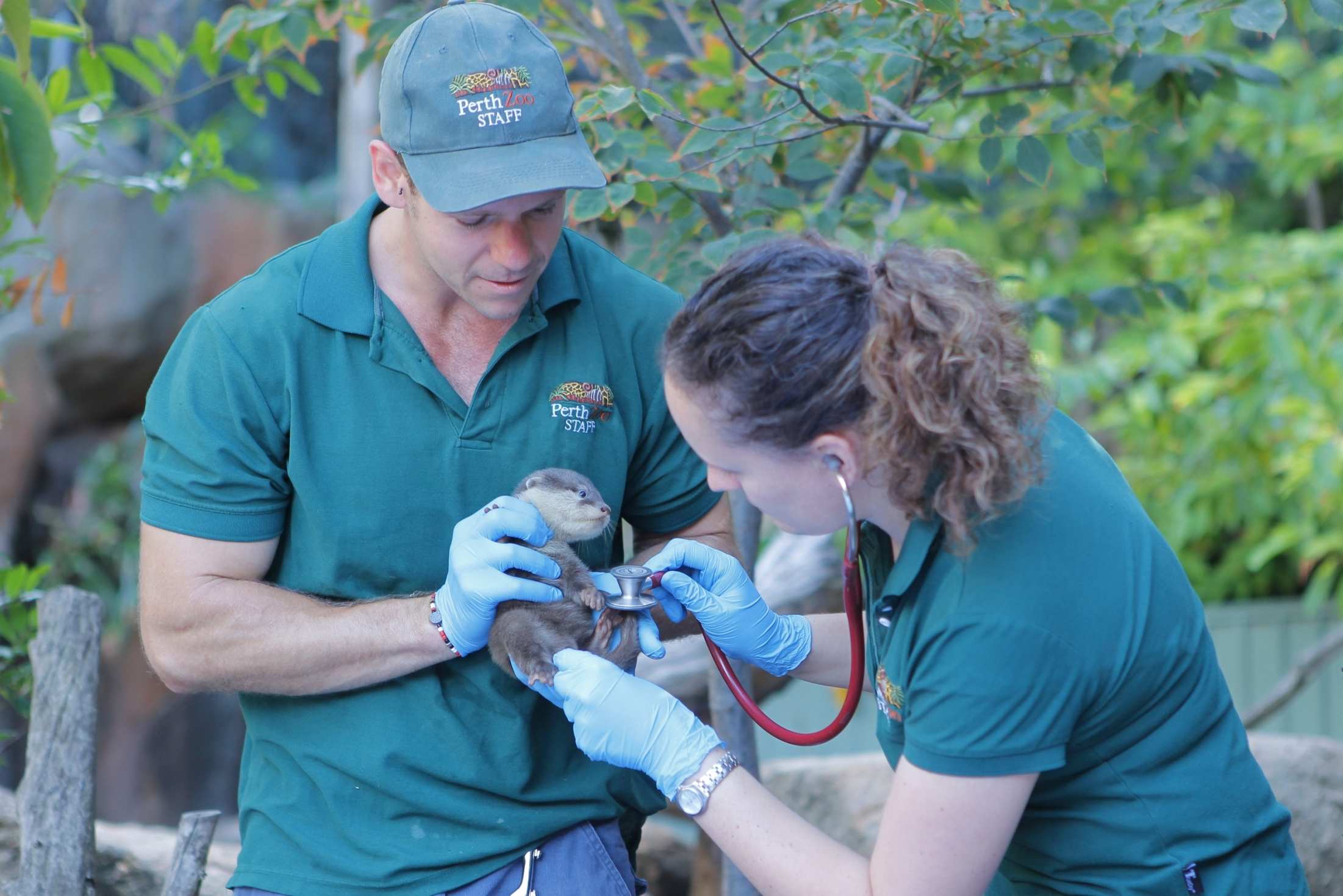 Otter pups appear in public for the first time at Perth Zoo - ABC News