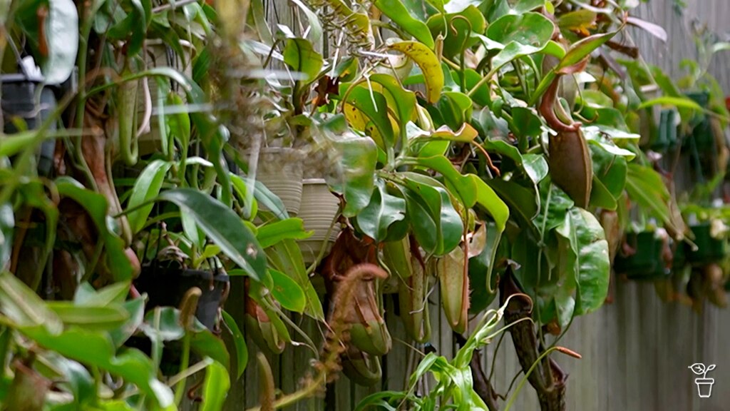 Pitcher Gallery - Gardening Australia