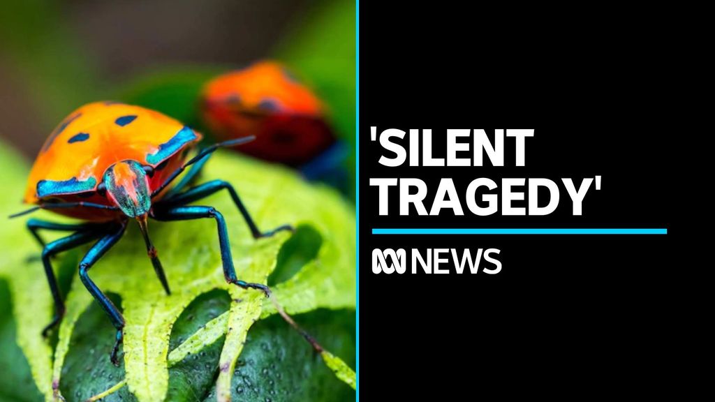 Billions of insects lost to Black Summer bushfires - ABC News