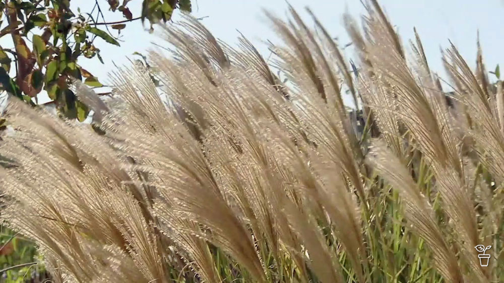 Plant Profile | Chinese Silver Grass - Gardening Australia