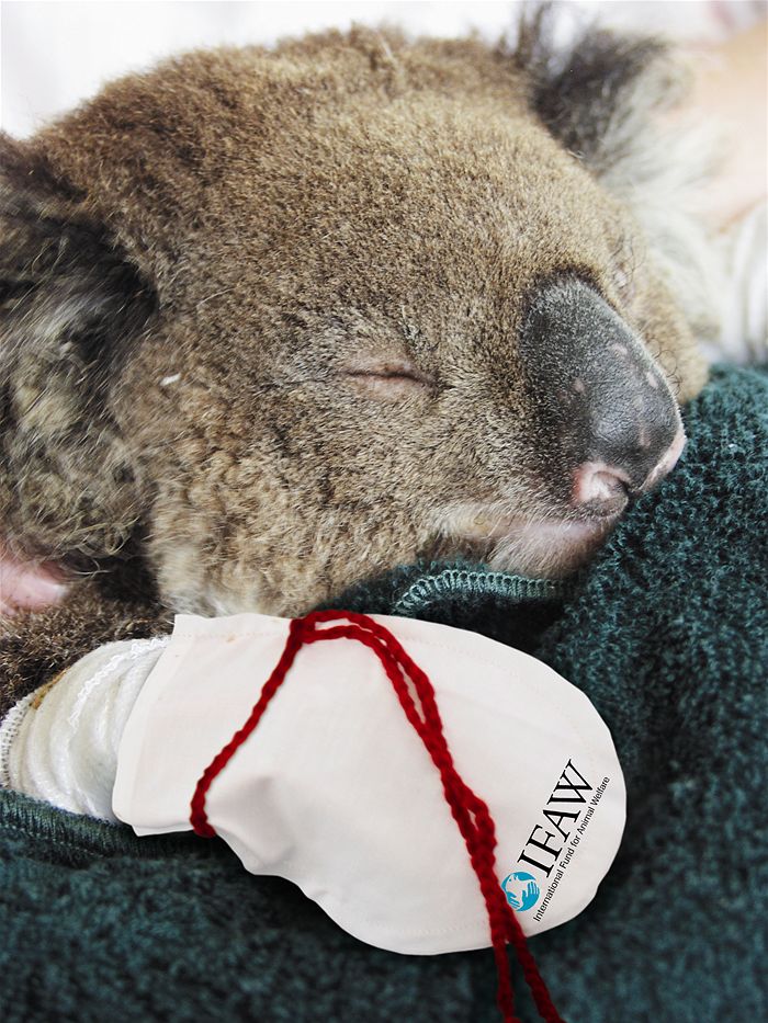 Koala mittens call goes viral after bushfires - ABC Radio