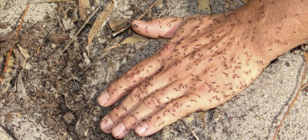 Exotic ant-eating ant found browsing Darwin's Port - ABC News