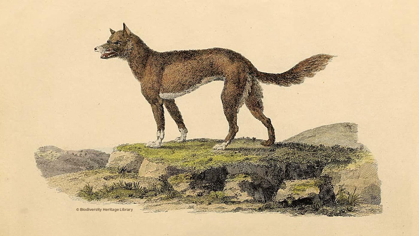 Dingo Heroes - Behind The News