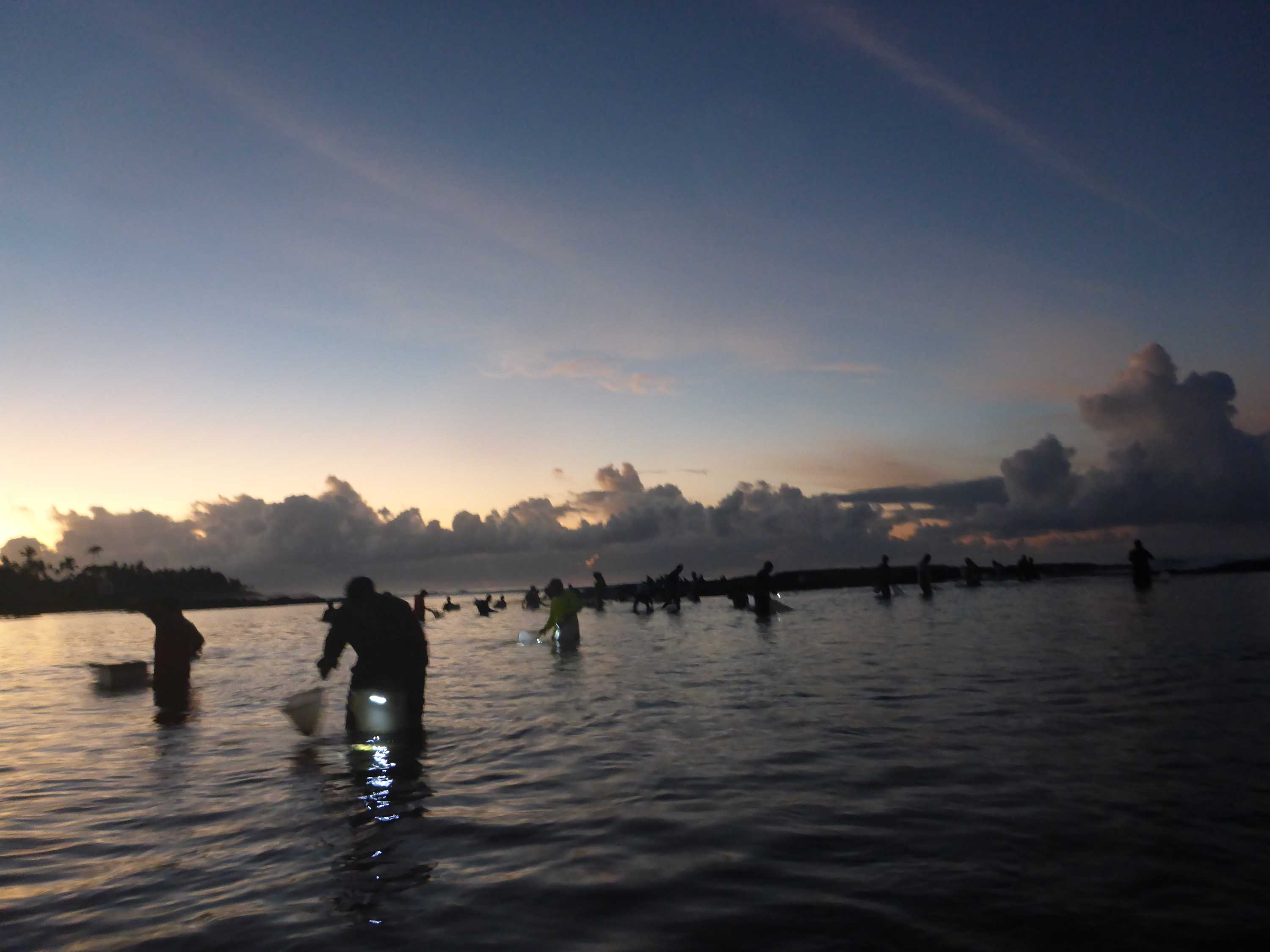 It's palolo season in Samoa and locals have just a few nights to hunt ...