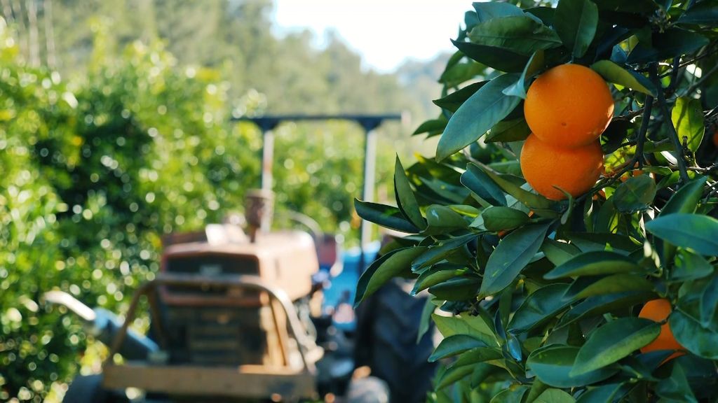 Accidental Orange Growers: A young family embrace farming life - ABC News