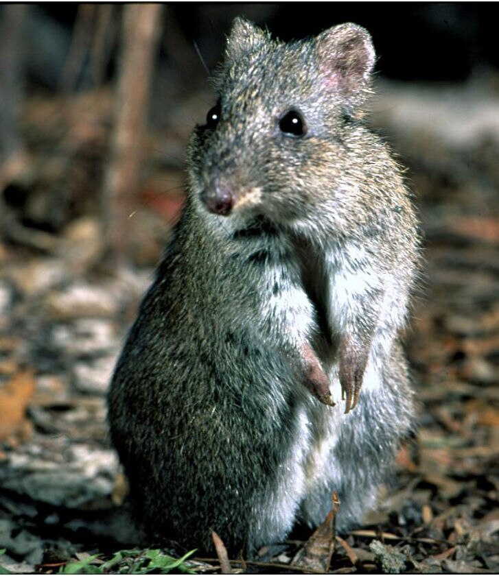 World's rarest marsupial gets new home - ABC News