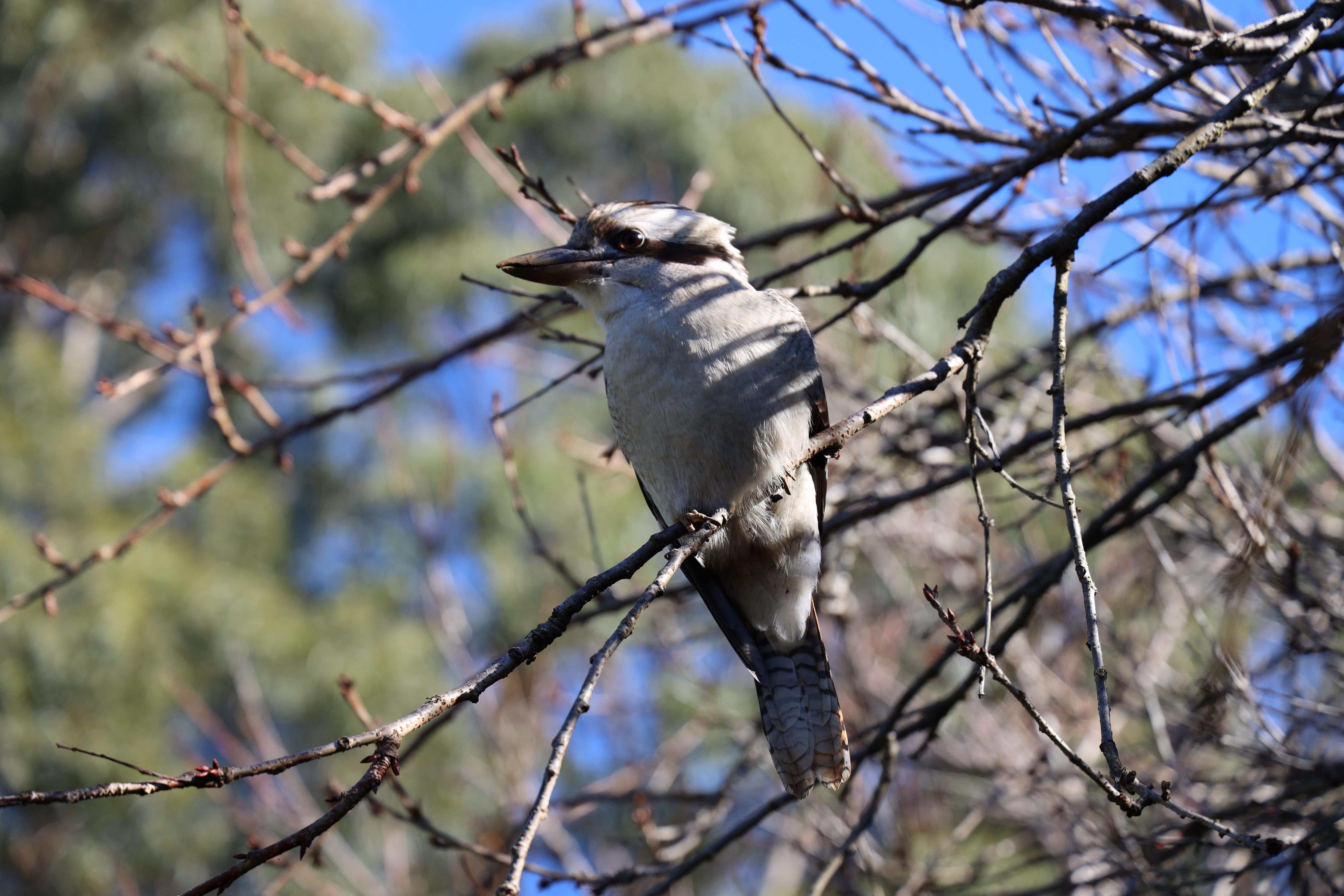 How 600,000 citizen scientists helped calculate that Earth is home to ...