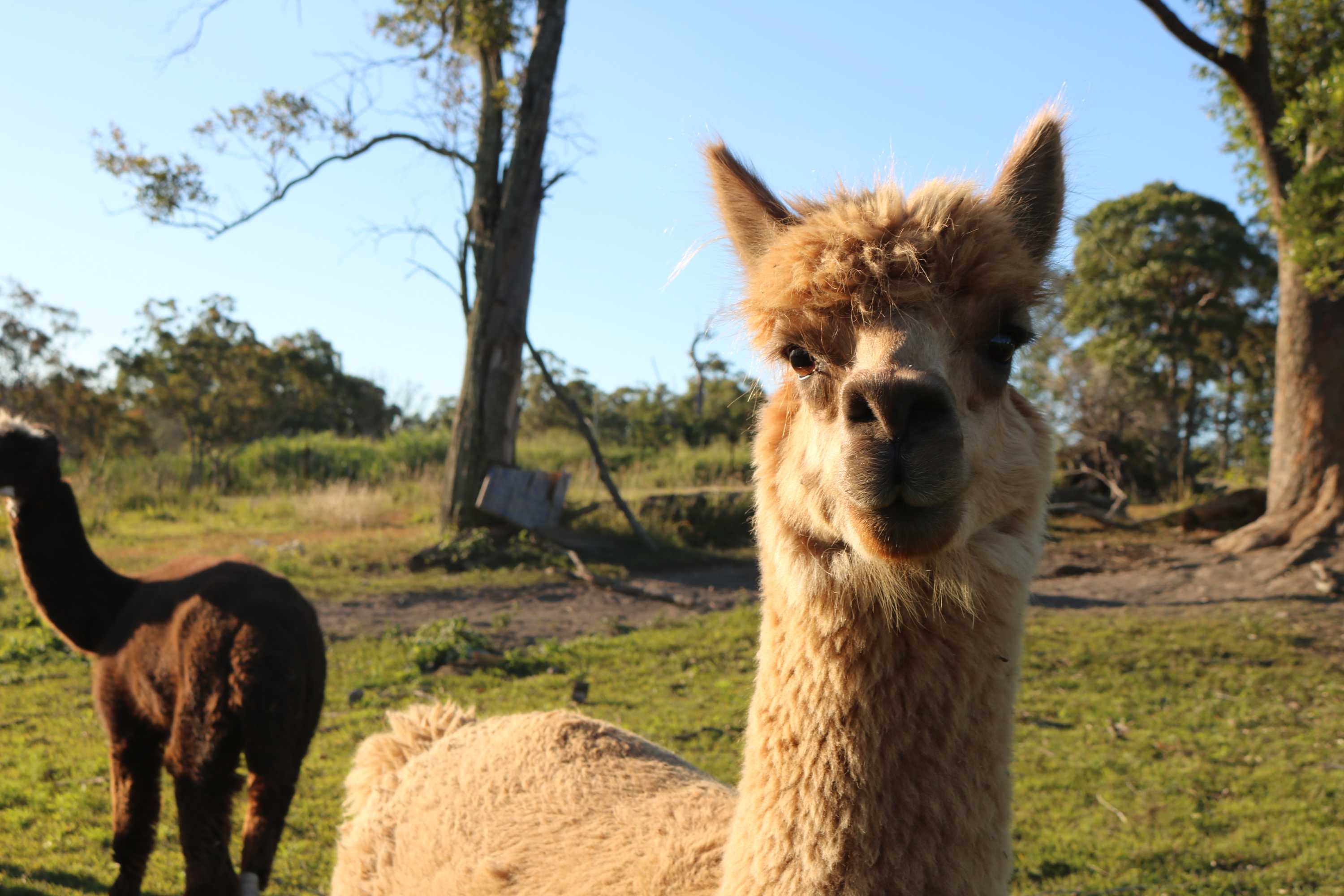 Alpaca lurking on Laming's land! - ABC listen