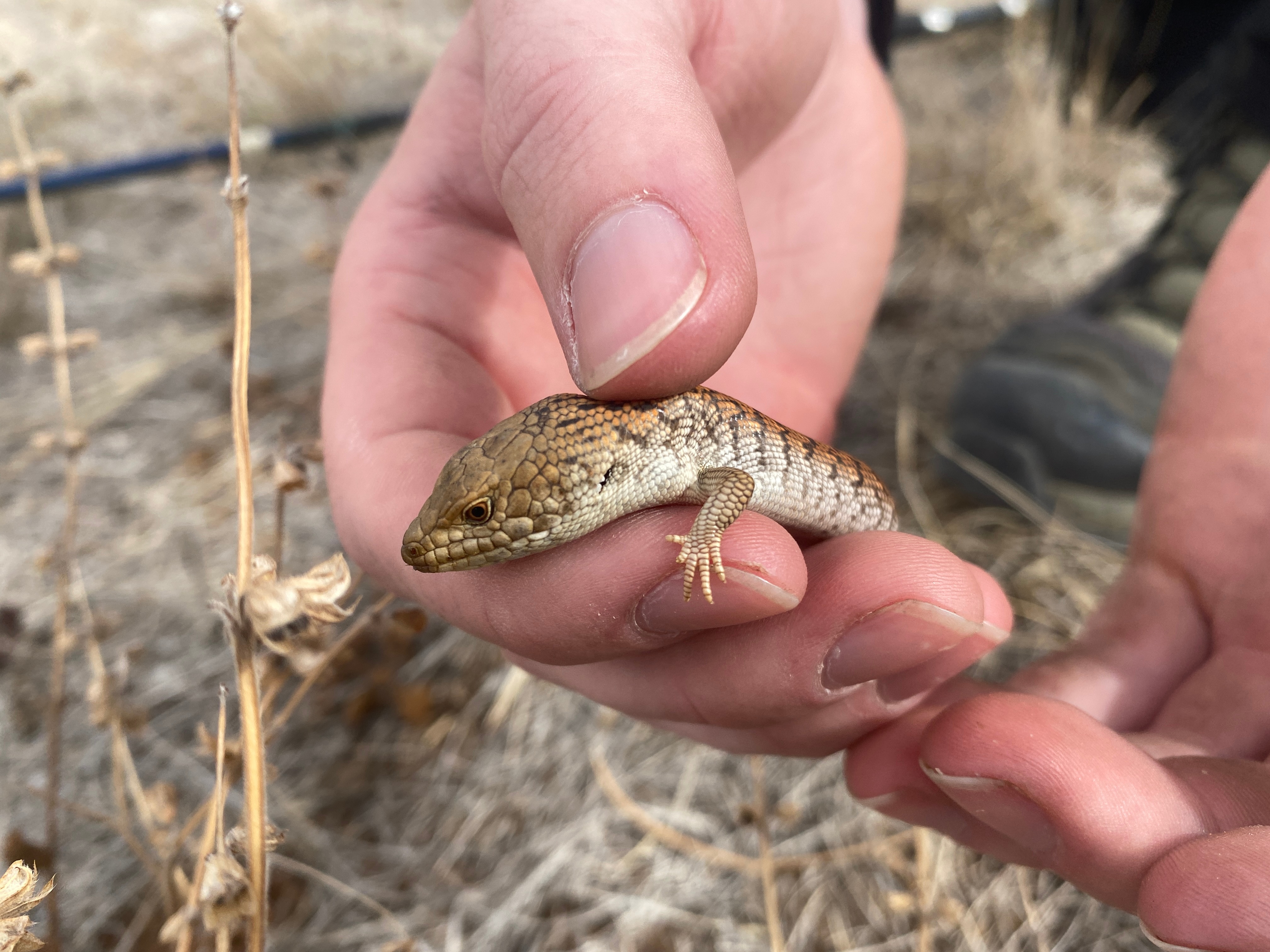 Endangered lizards, at risk of extinction due to climate change ...