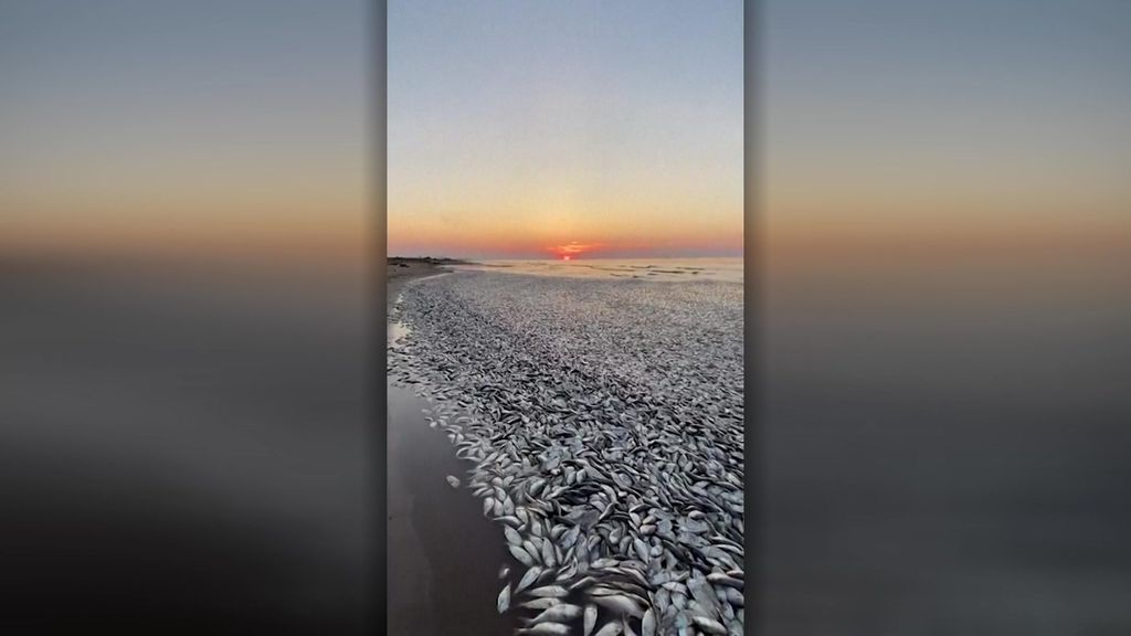 Thousands of dead fish wash ashore on Texas beach - ABC News