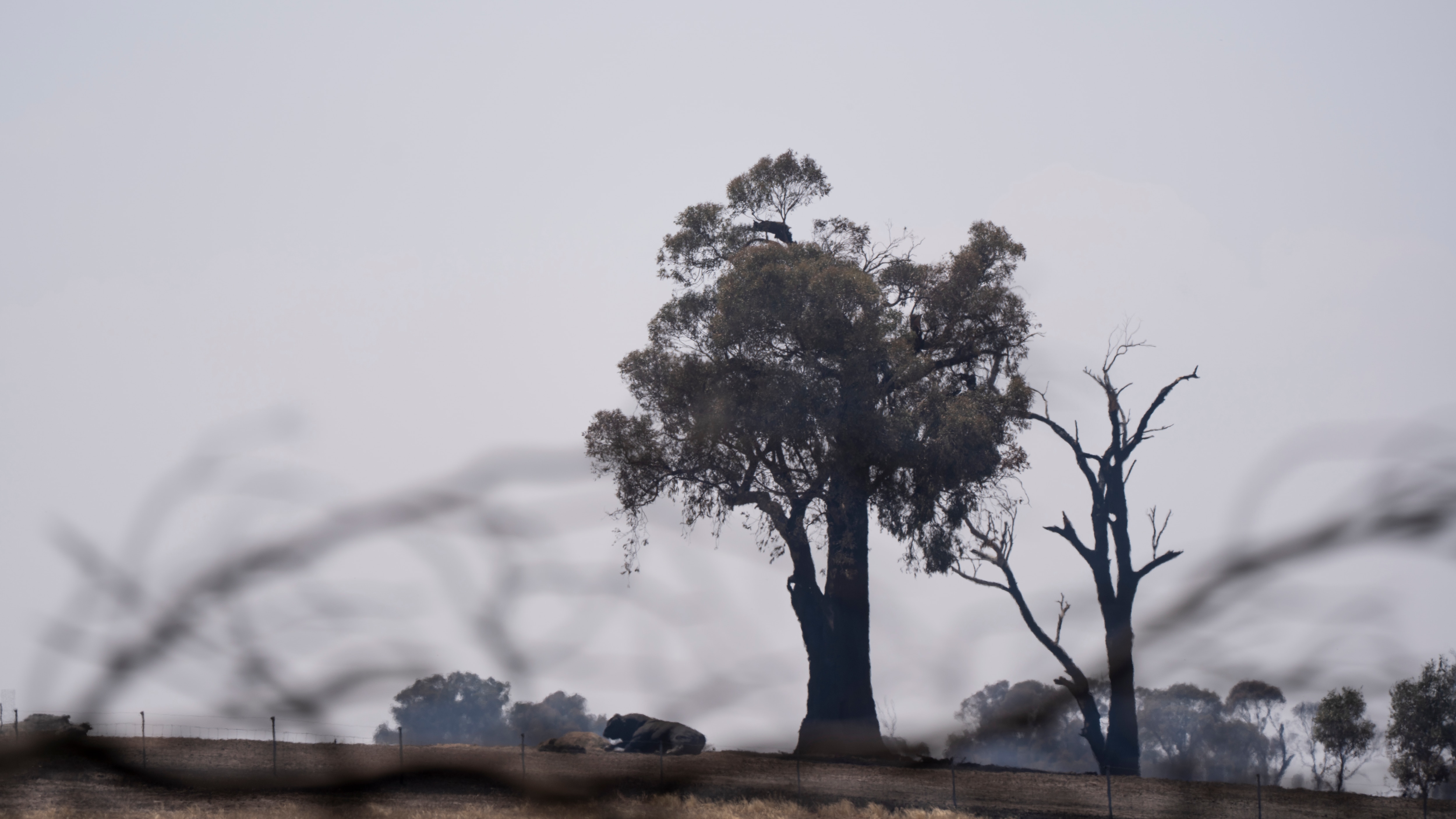 Tens of thousands of livestock confirmed dead as Victorians return to ...