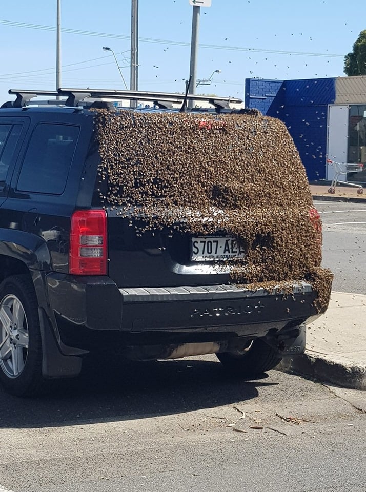 Swarms of bees descend on Adelaide cars as spring arrives - ABC News