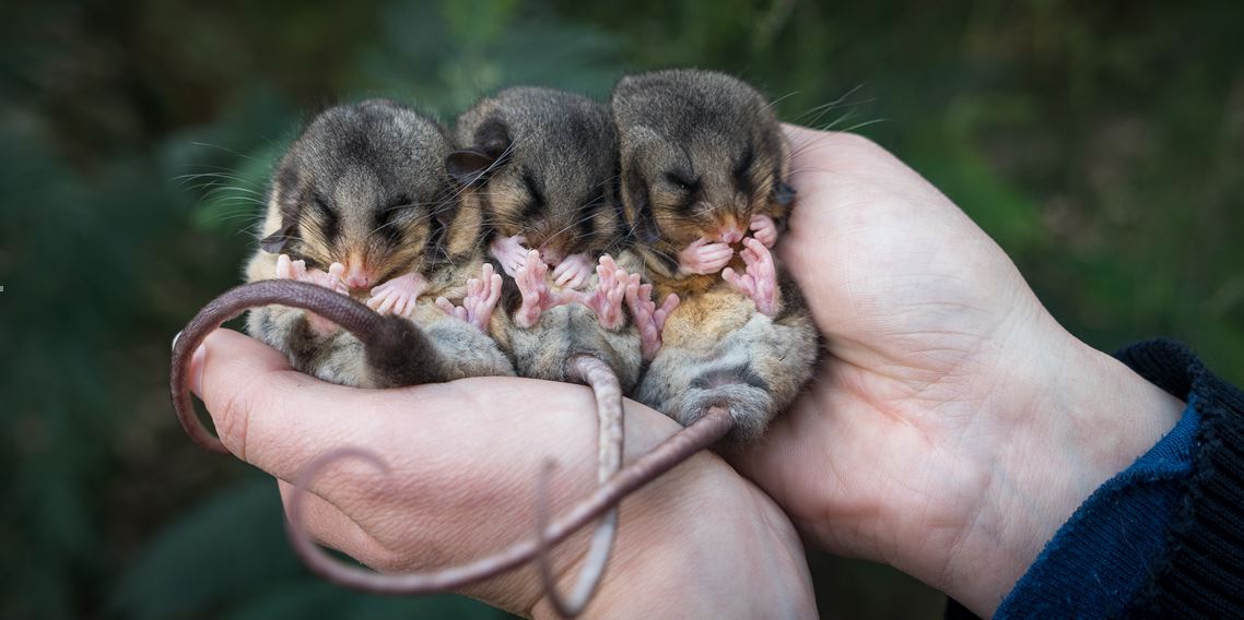 Nourishing the Mountain Pygmy Possums - ABC Melbourne