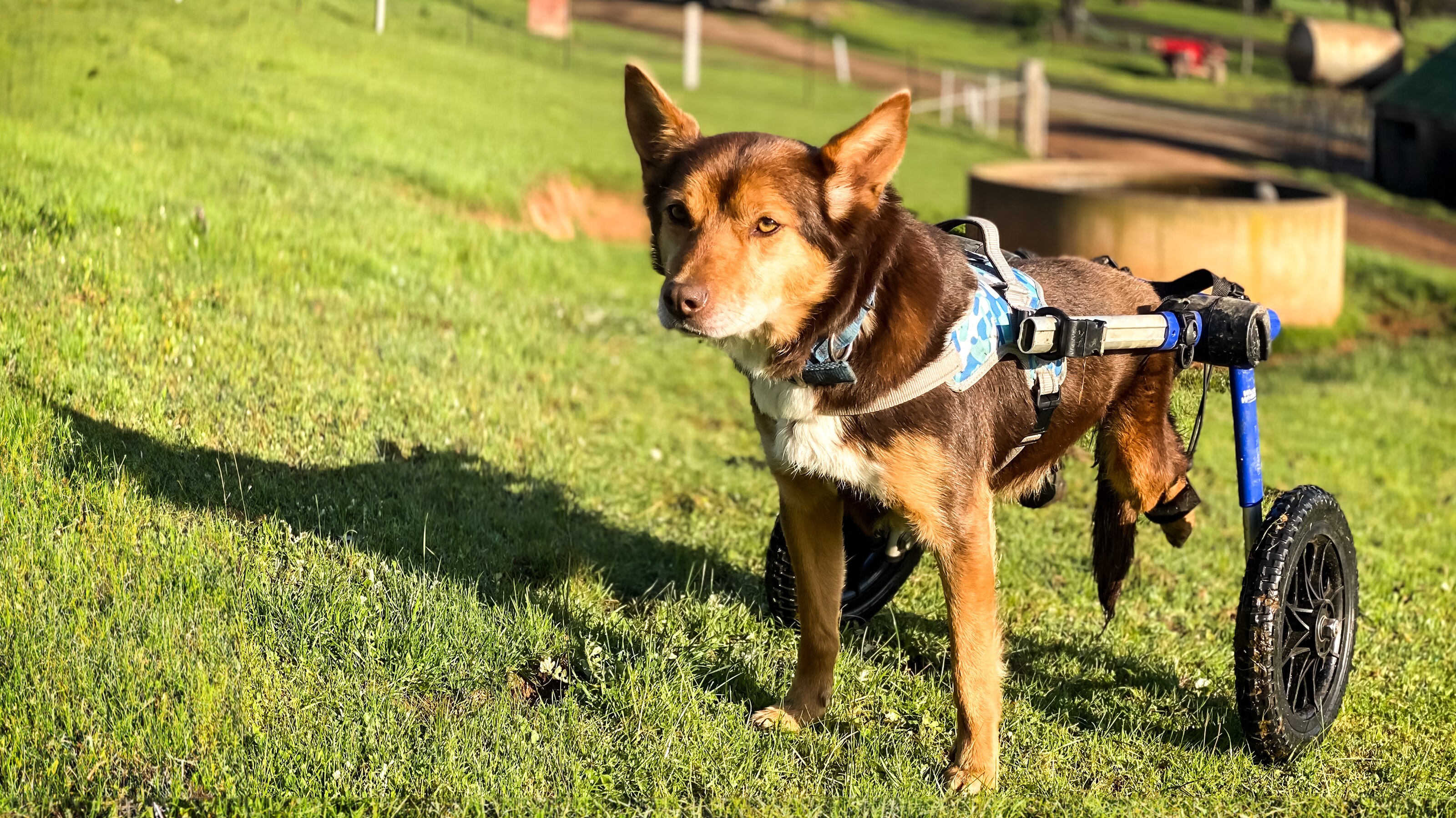 Only two working legs won't stop this farm dog - ABC listen