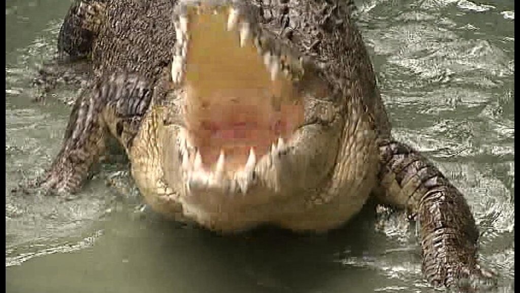 Crocodile Cull - ABC News