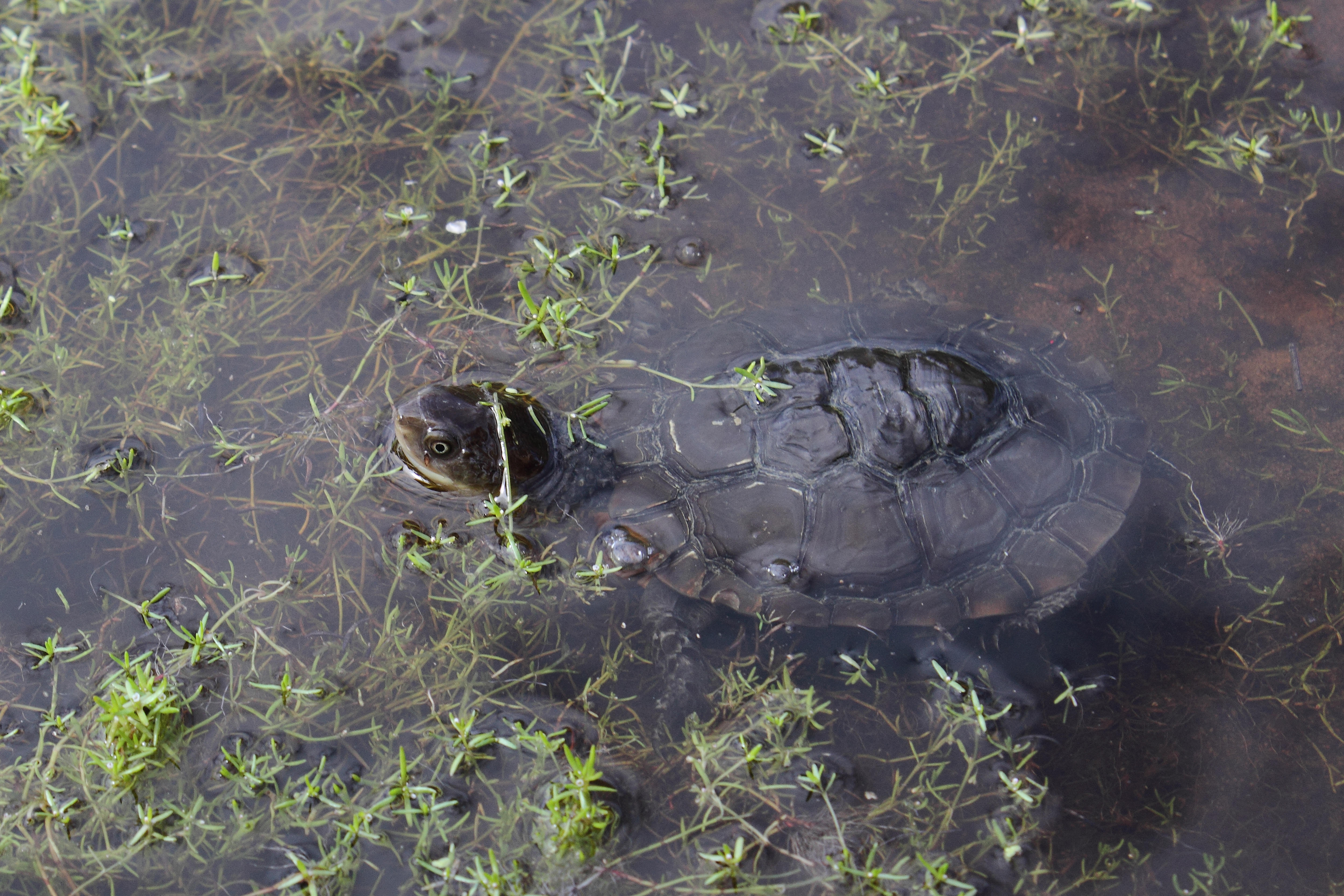 Rare western swamp tortoise to be moved to WA's South West in bid to ...