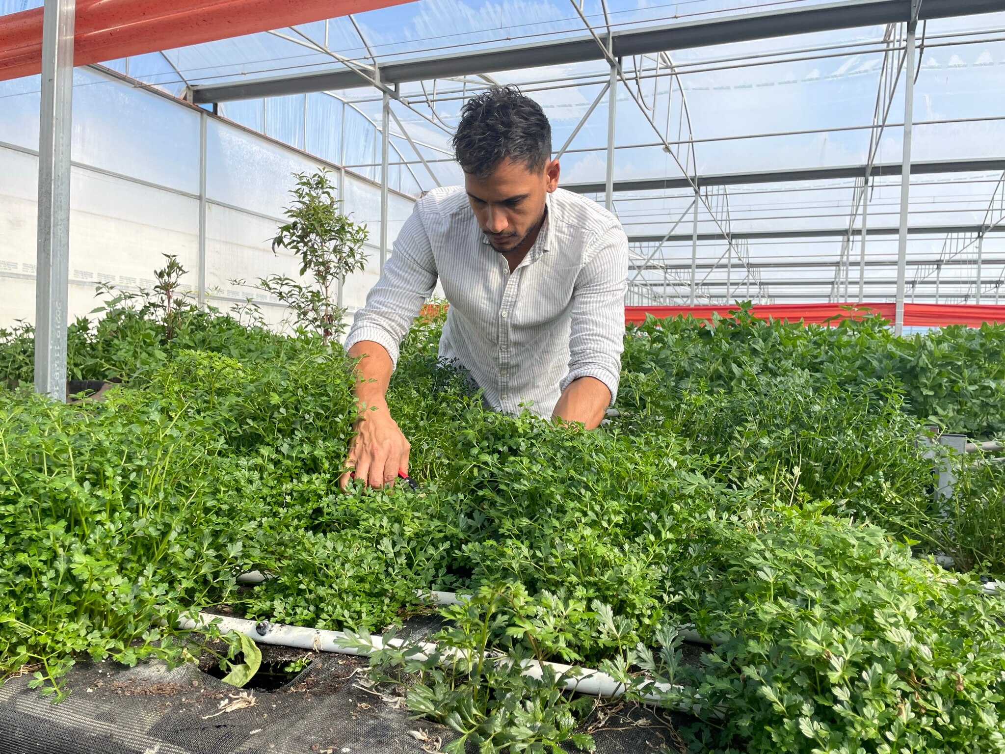 Damian Manno, Marlon Motlop combine cultures in Quality Harvest herb ...