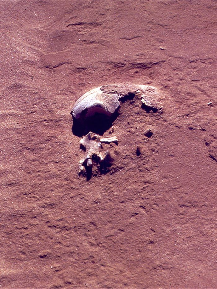 Mungo Man samples contaminated: scientist - ABC listen