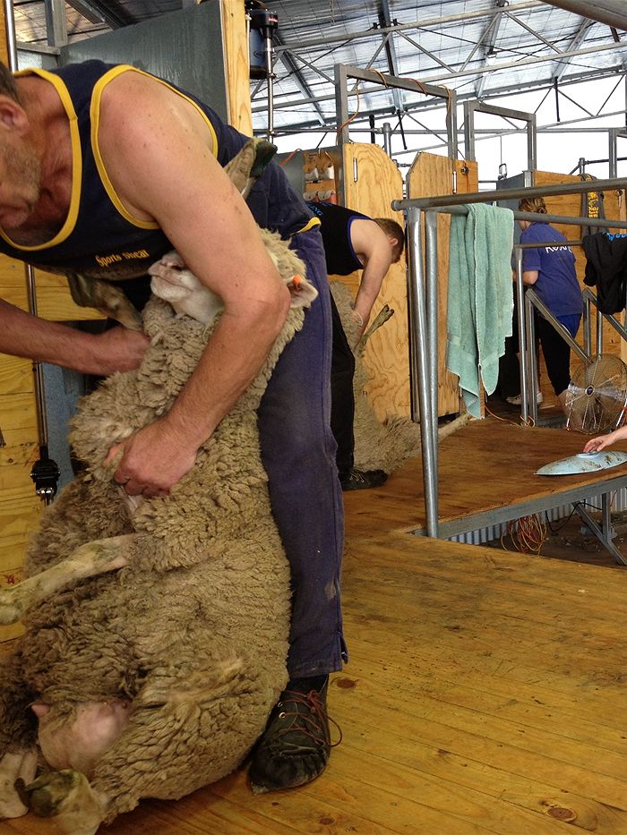 Shearers push for improved safety at work - ABC News
