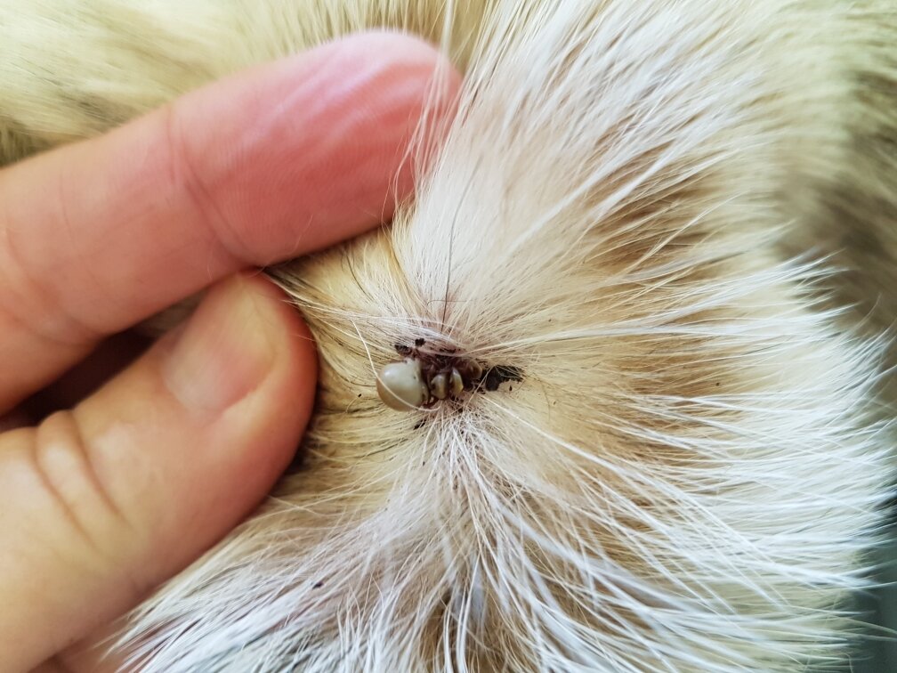 Rare tick-borne disease ehrlichiosis giving dogs a 'horrible death' now ...