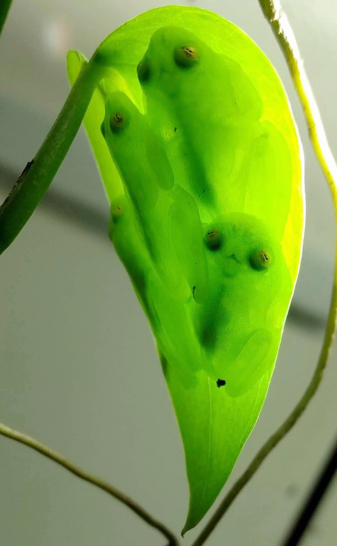 Scientists reveal secrets of northern glass frogs' transparency - ABC News