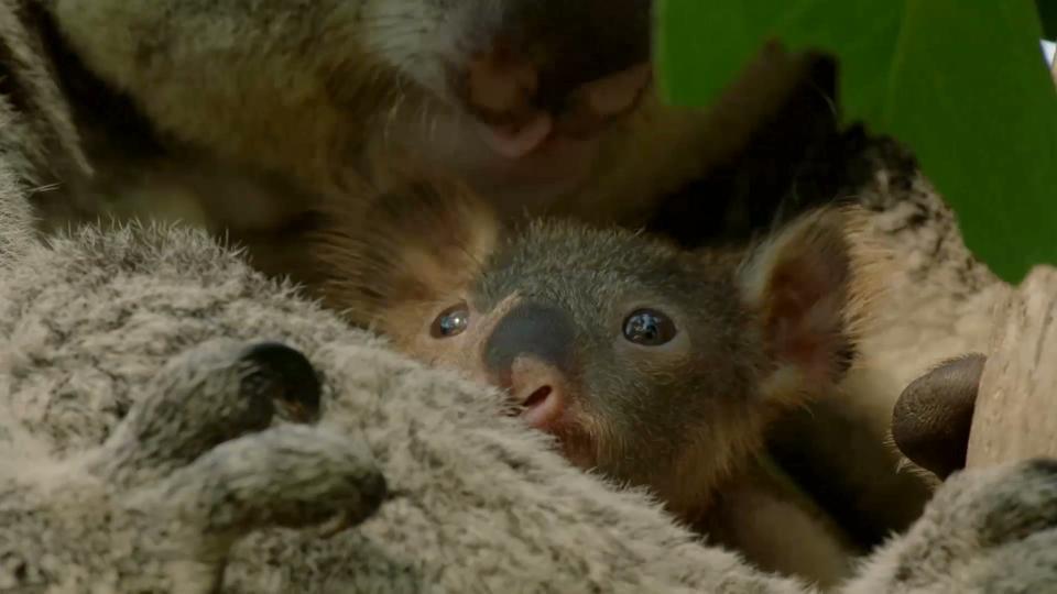 Magical Land of Oz: Koalas and climate change - ABC Education