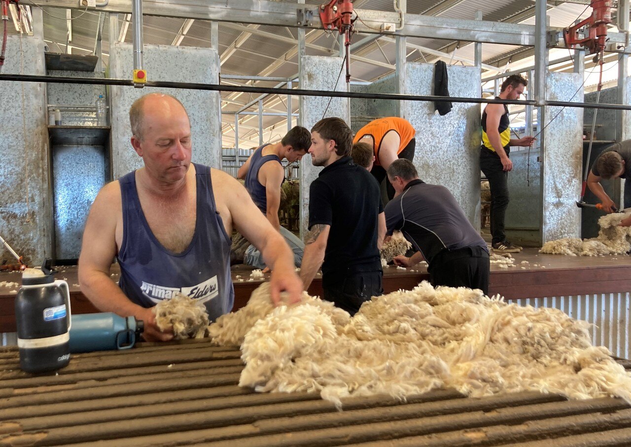 Western Queensland wool country still fighting to bring wool back 30 ...