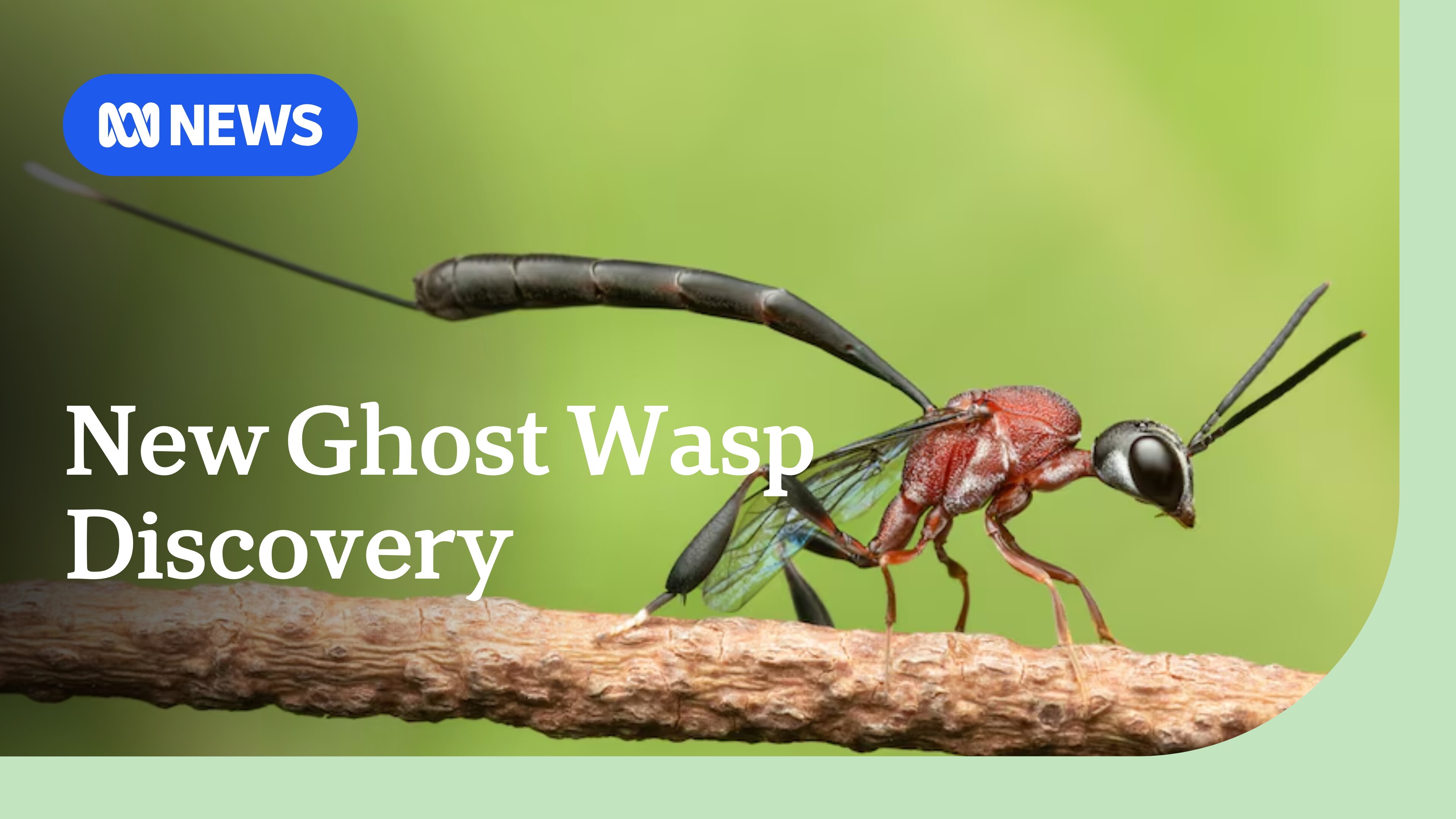 New variety of ghost wasp found in NT national park - ABC News