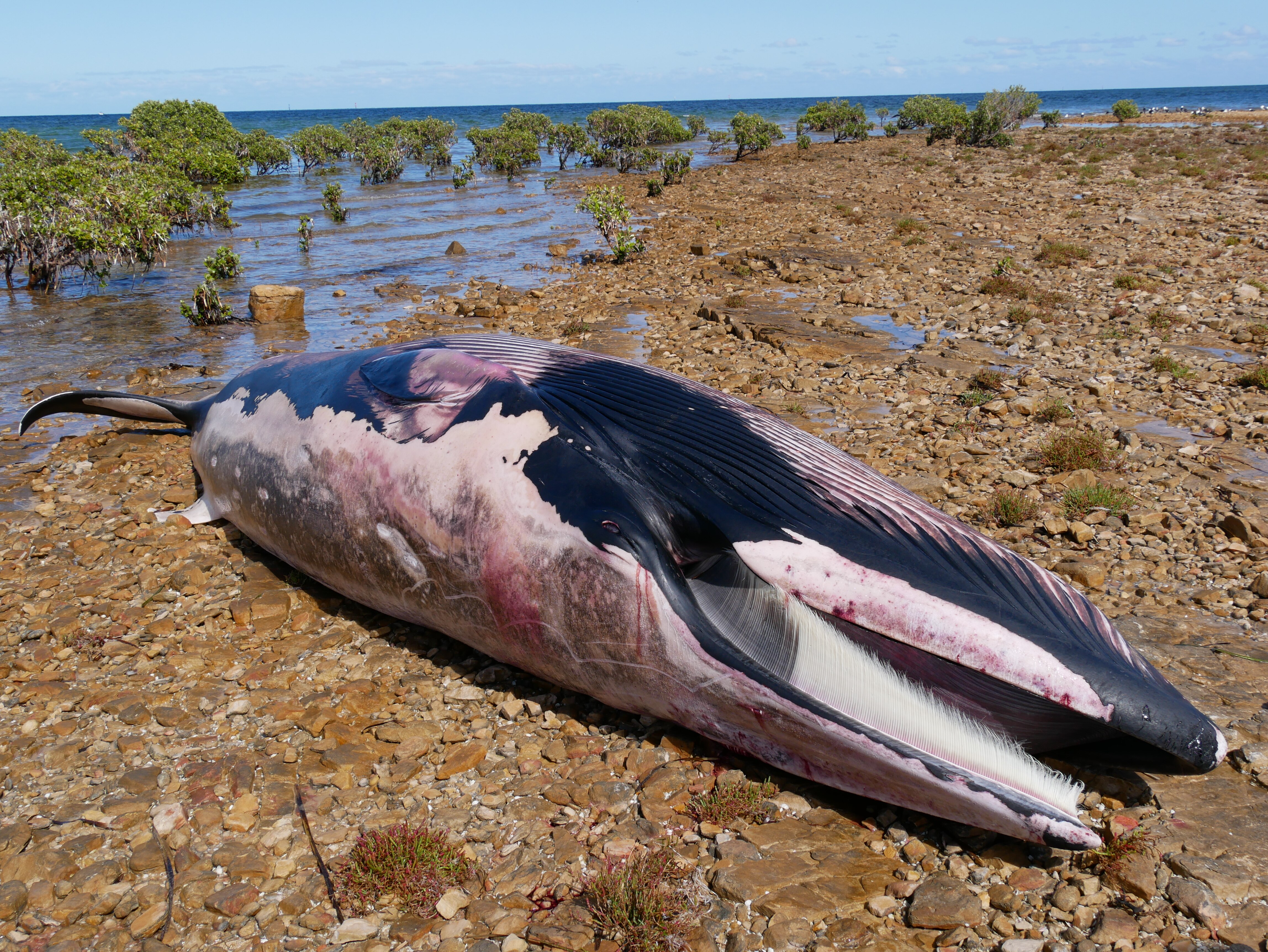 Dead whale washes ashore on Weeroona Island - ABC News