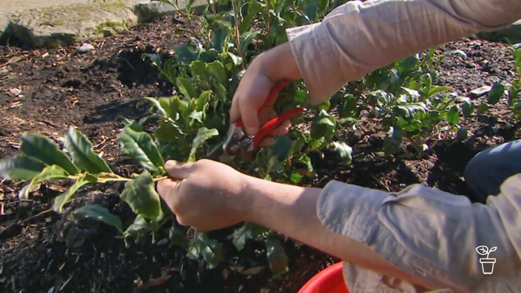Tipping Tea - Gardening Australia