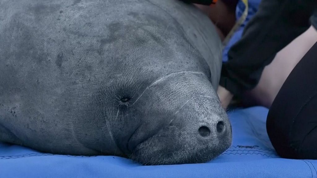 Twelve rescued and rehabilitated manatees released in Florida - ABC News