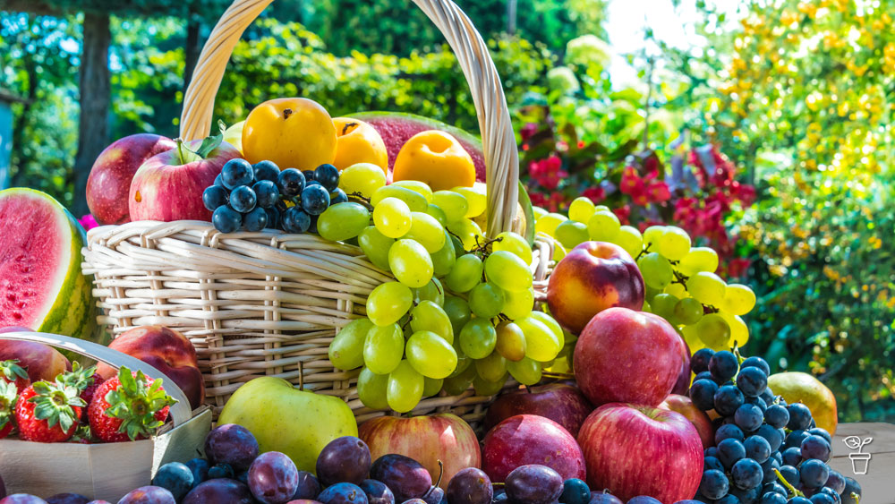 Create an Orchard - Gardening Australia