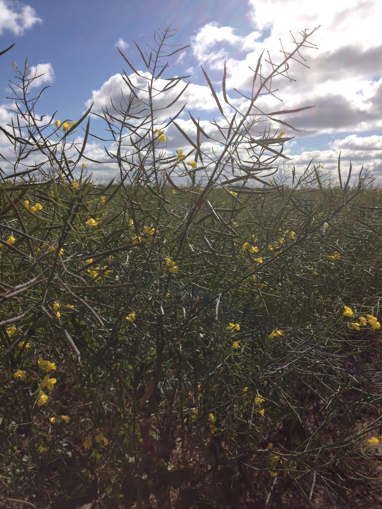 WA canola harvest damaged by strong winds - ABC News