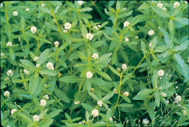 Namoi CMA funds Alligator Weed onslaught - ABC News