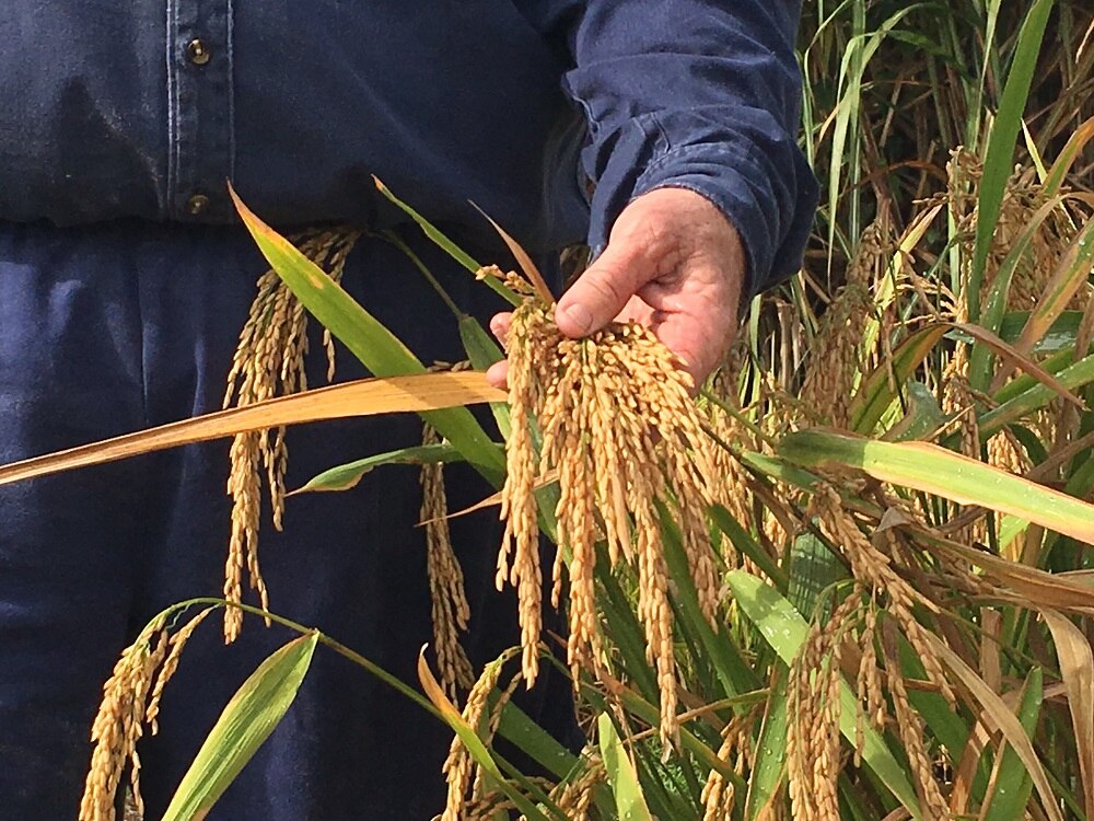 More rice varieties starting to show promise for the Tropical North ...