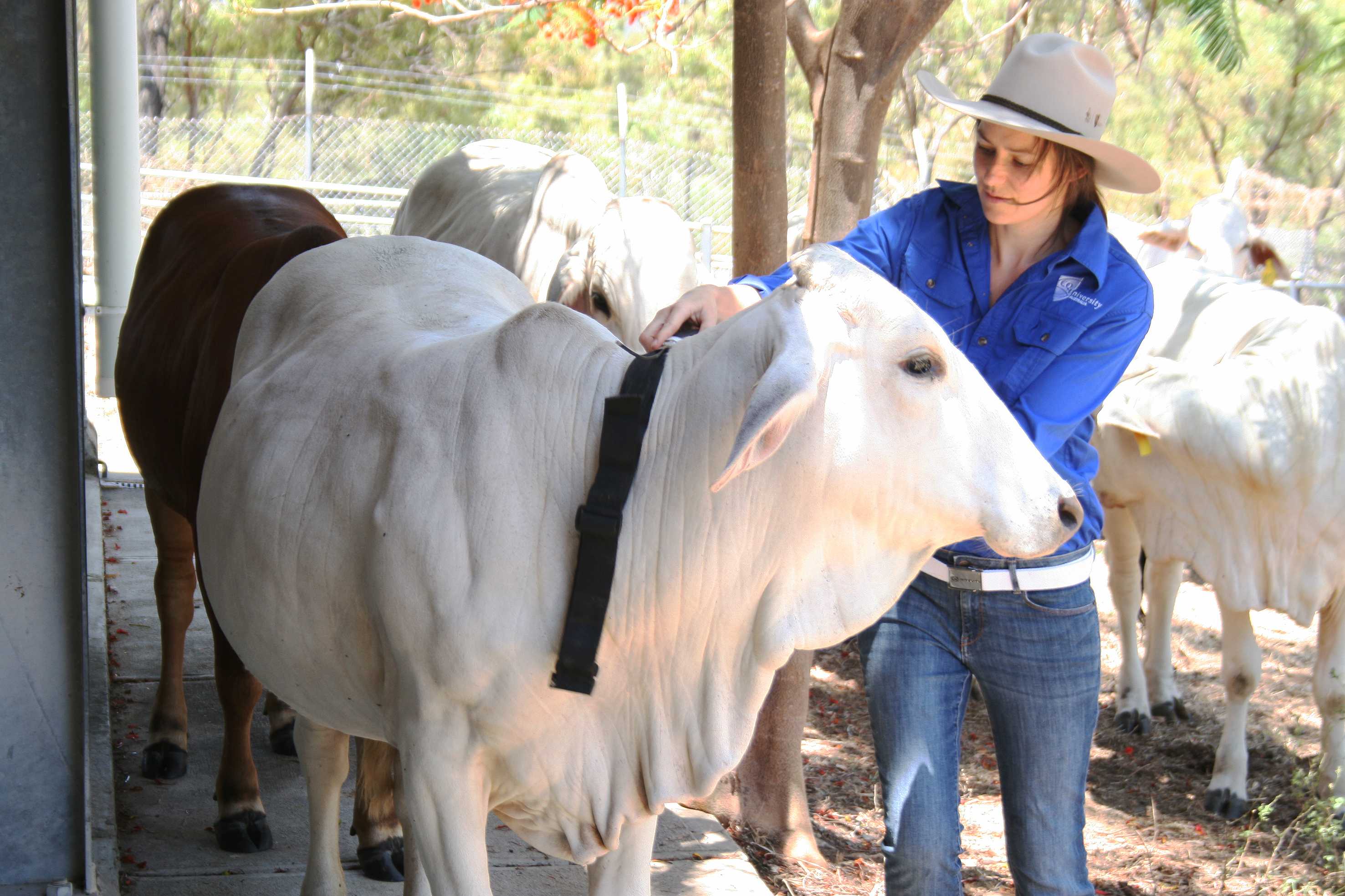 Cow friends: Does hanging out with their mates make cattle happier ...