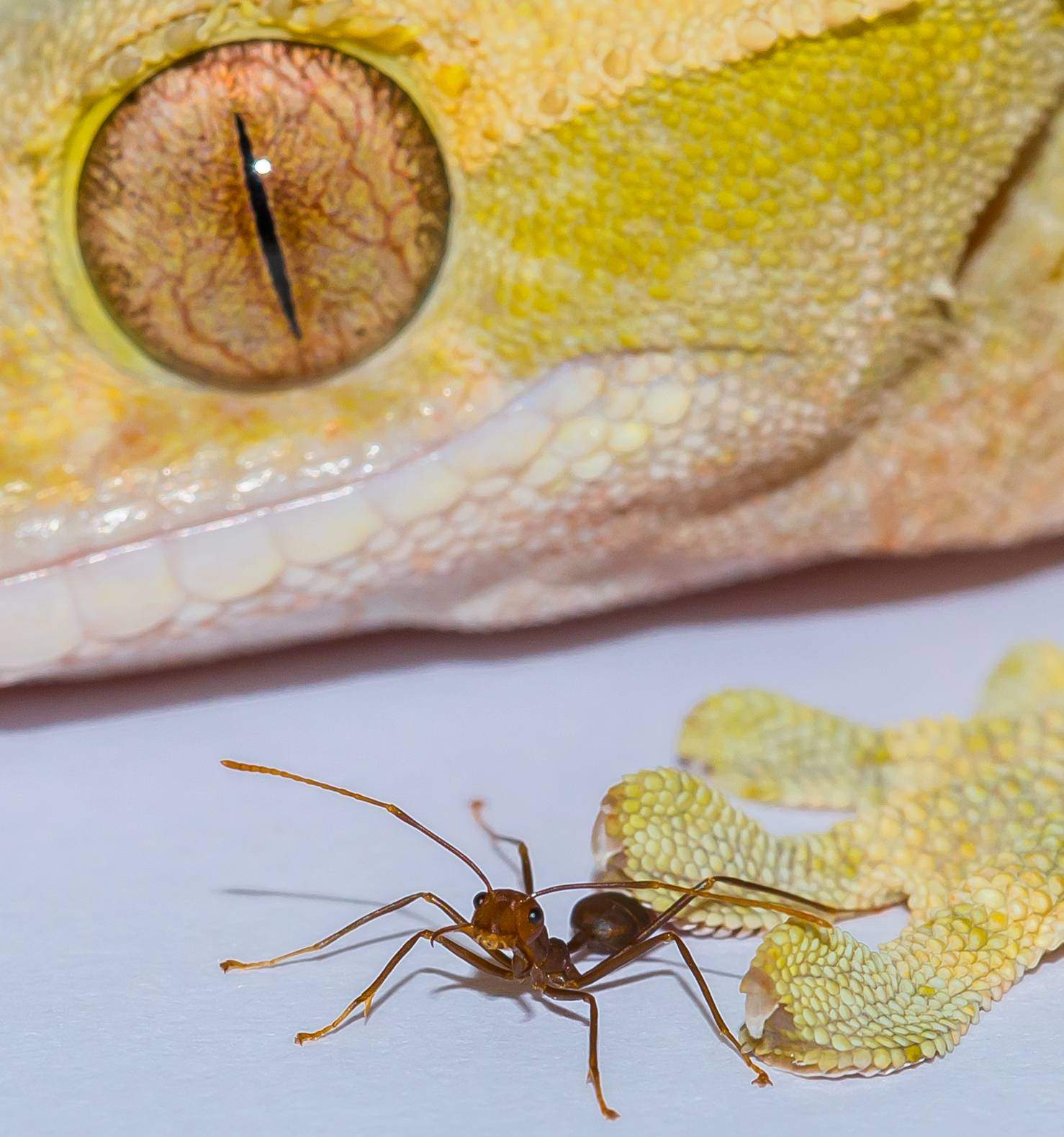 How much sticking power would it take to climb walls like Spiderman ...