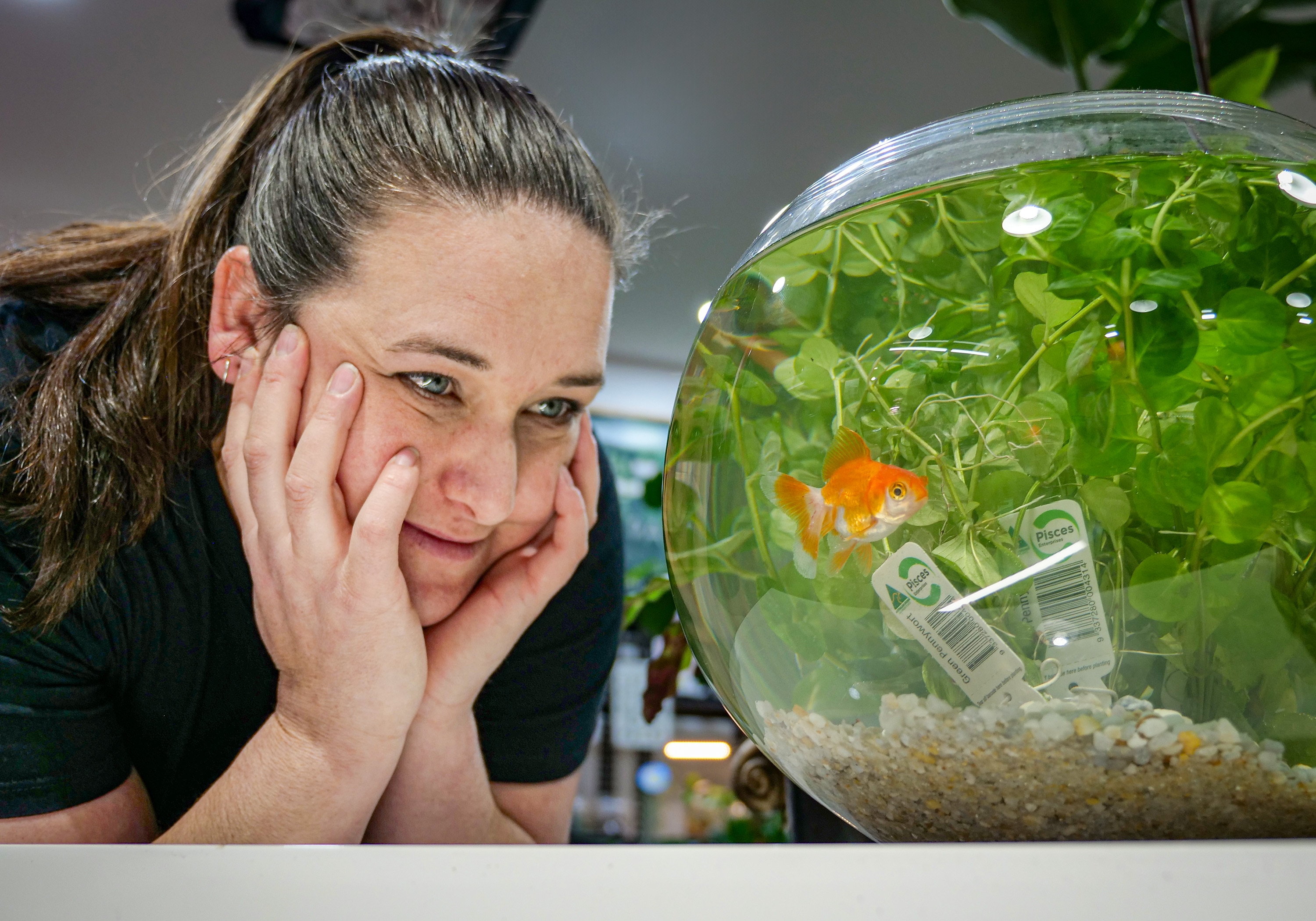 Goldfish adoption agency springs up in Horsham plant store to avoid ...