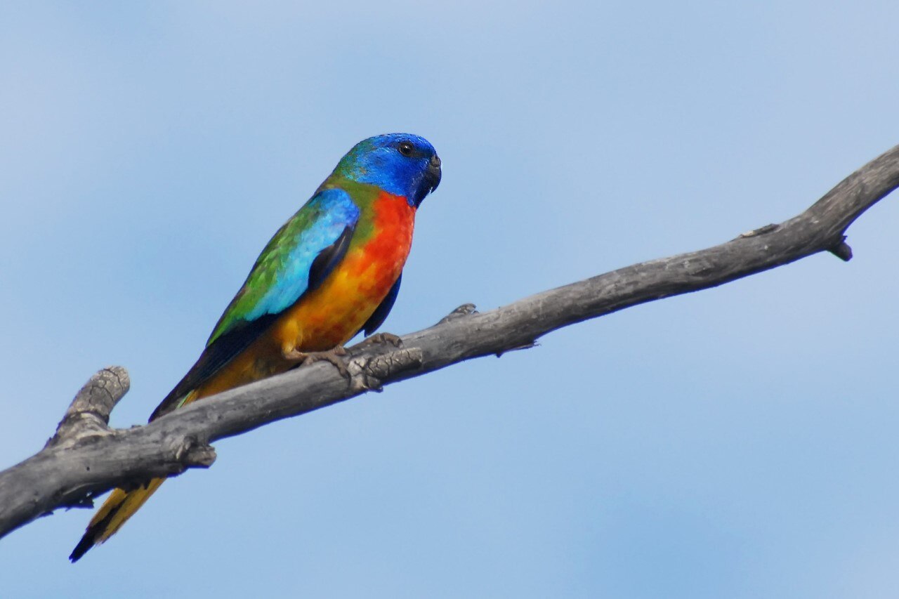 Twitching: The obsessive world of extreme birdwatching - ABC News
