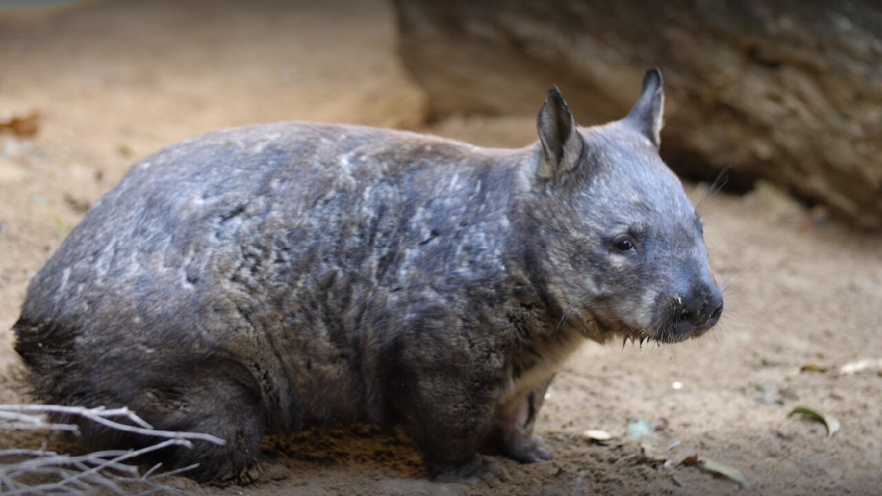 Our Animals: Wombat - ABC Education