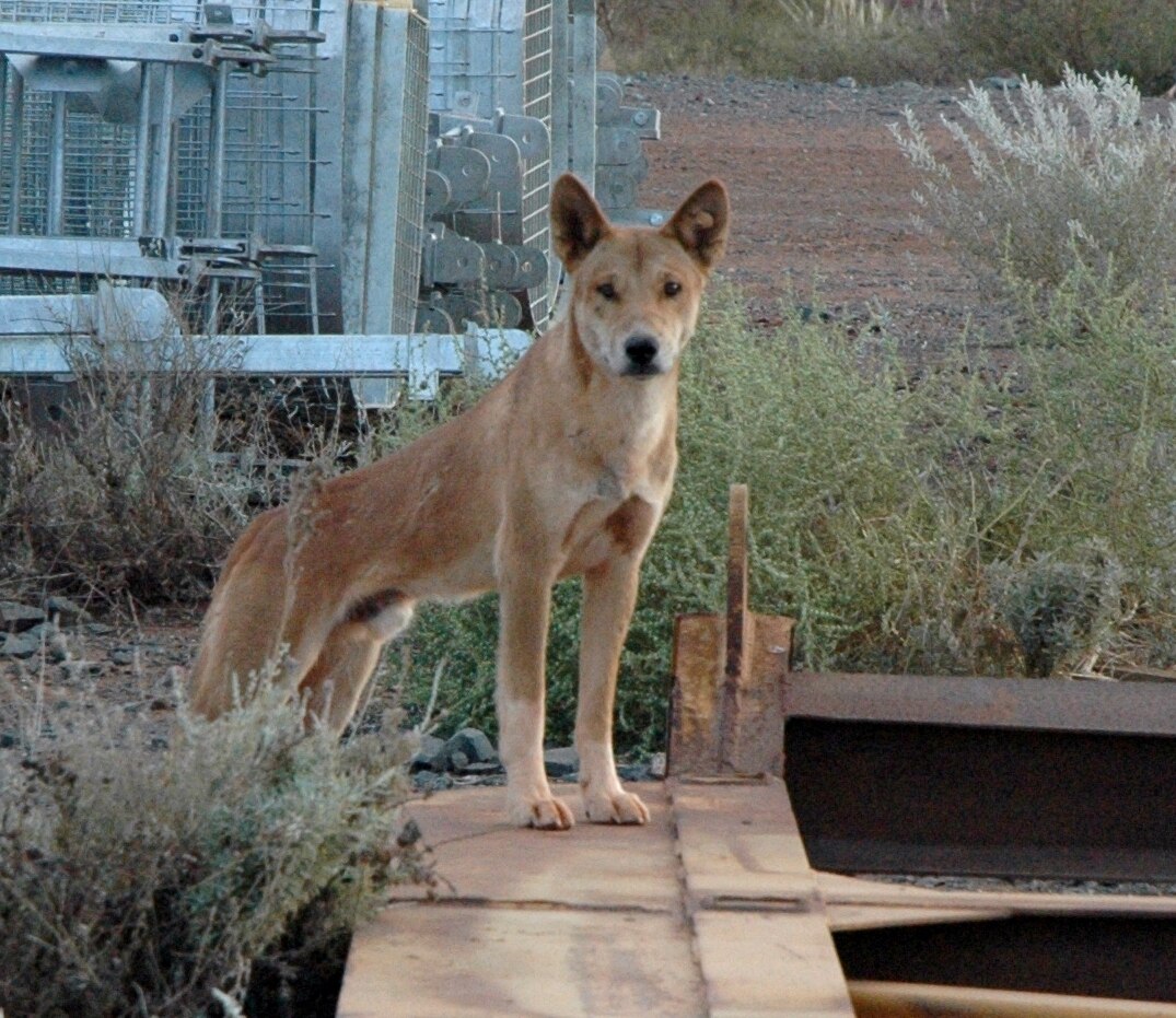 Tanami dingoes among purest in Australia - ABC News