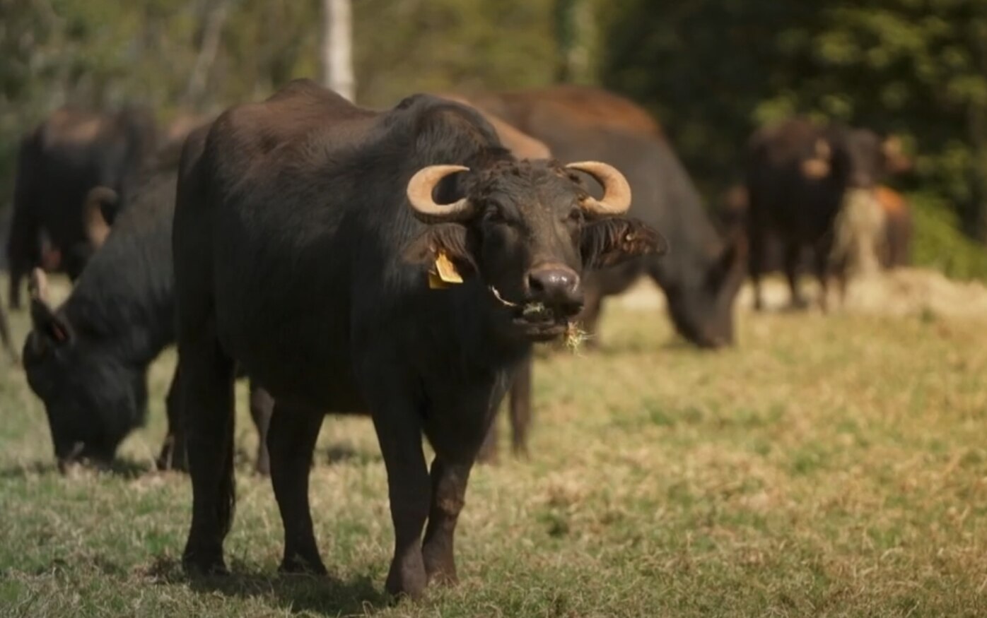 Buffalo meat is high in protein and an alternative to beef - ABC News