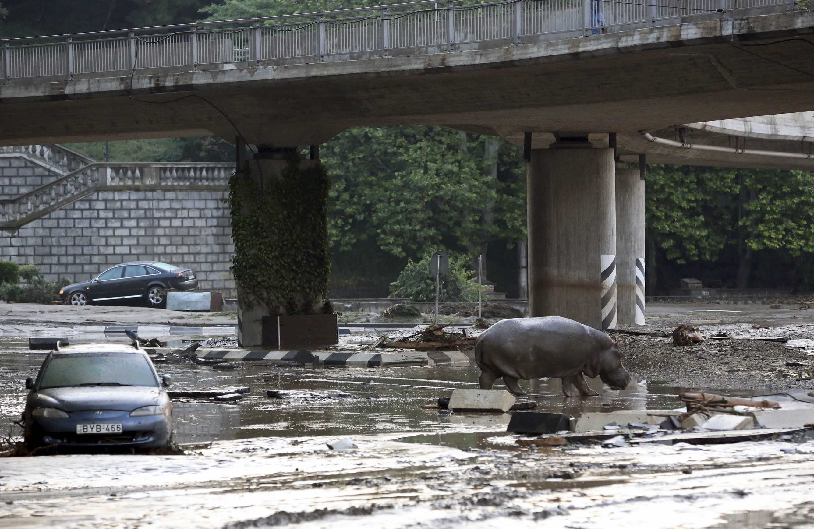 Zoo animals on the loose in Georgia after devastating floods - ABC listen