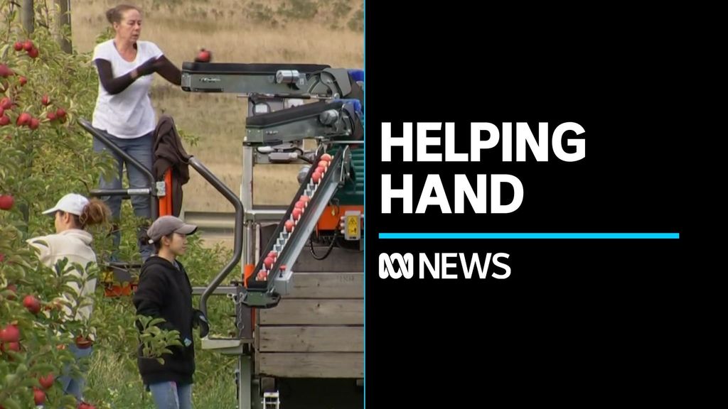 Fruit-picking robot technology will be efficient and affordable for ...