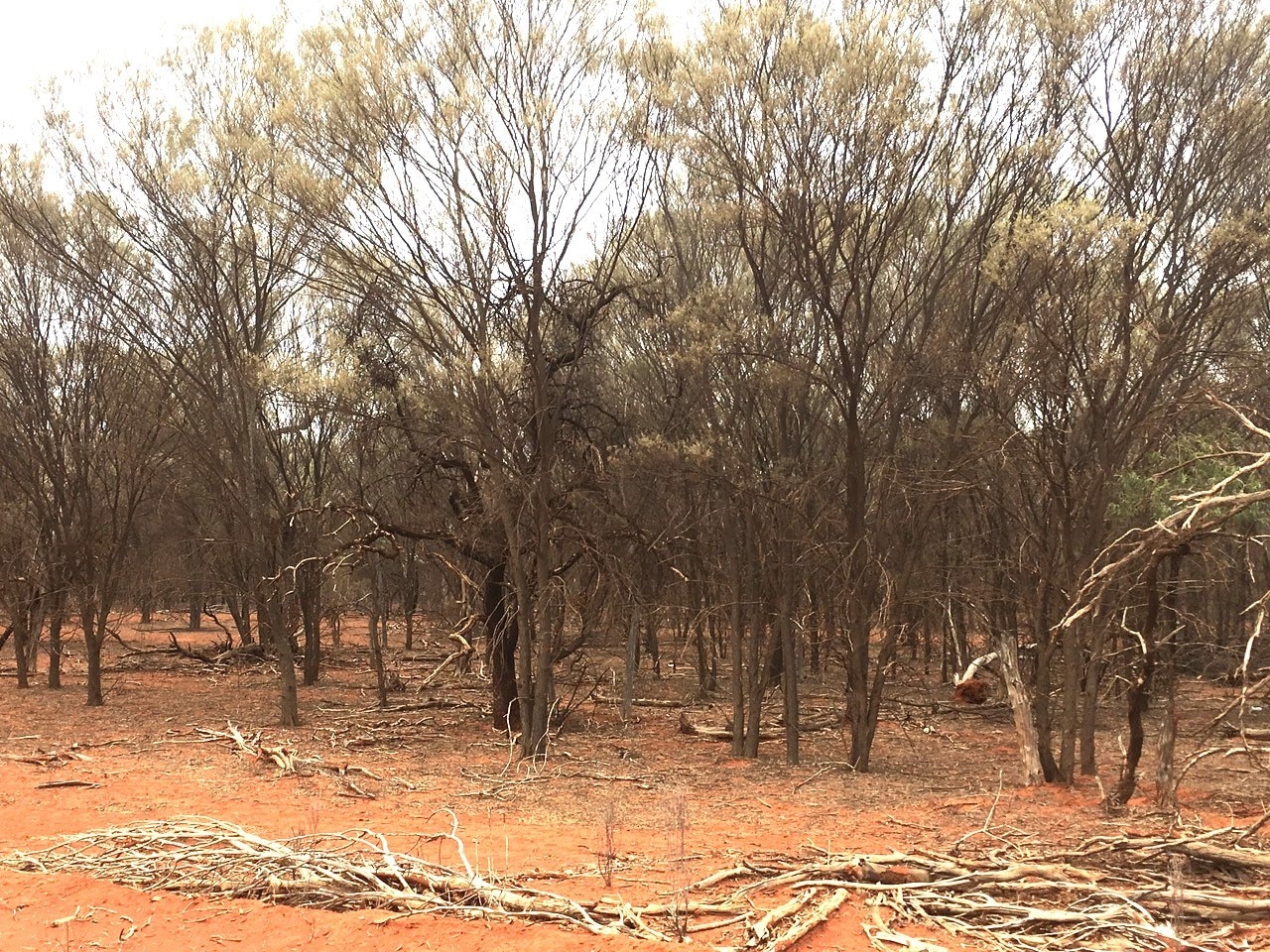 NSW's Cobar BioHub proposal to turn invasive plants into biomass stalls ...